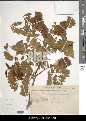 Lonchocarpus apricus Lundell Lonchocarpus apricus Lundell Stock Photo ...