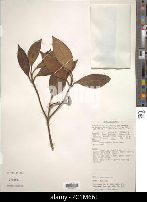 Fagraea sp Fagraea sp Stock Photo - Alamy