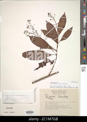 Parathesis rekoi Standl Parathesis rekoi Standl Stock Photo - Alamy