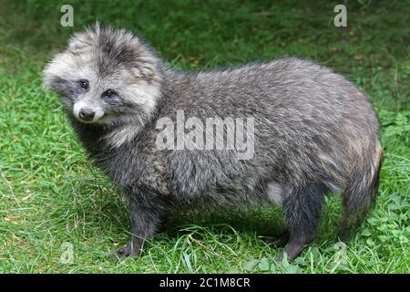 raccoon dog Enok Nyctereutes procyonoides canids predators spring ...