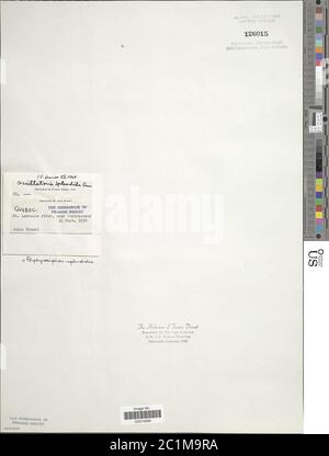 Porphyrosiphon splendidus Porphyrosiphon splendidus Stock Photo - Alamy