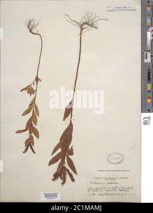 Penthorum sedoides L Penthorum sedoides L Stock Photo - Alamy