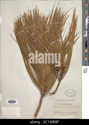 Pinus occidentalis Sw Pinus occidentalis Sw Stock Photo - Alamy