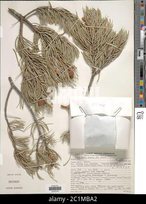 Pinus edulis Engelm Pinus edulis Engelm Stock Photo - Alamy