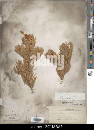 Pinus edulis Engelm Pinus edulis Engelm Stock Photo - Alamy