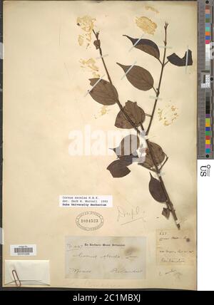 Cornus excelsa Kunth Cornus excelsa Kunth Stock Photo - Alamy