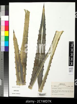 Agave angustifolia Haw Agave angustifolia Haw Stock Photo - Alamy