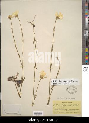 Sabatia decandra Walter Sabatia decandra Walter Stock Photo - Alamy