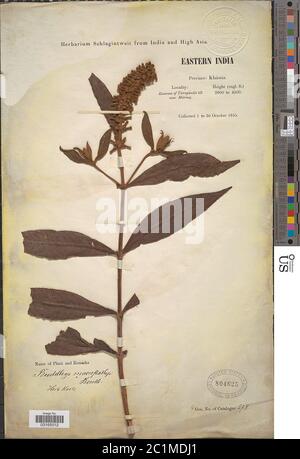 Buddleja macrostachya Benth Buddleja macrostachya Benth Stock Photo - Alamy
