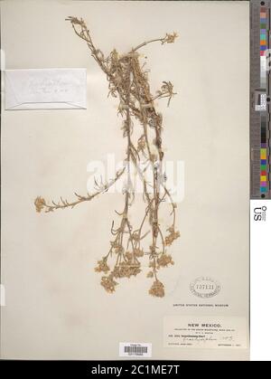 Ipomopsis polyantha Ipomopsis polyantha Stock Photo - Alamy