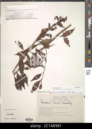 Parathesis tenuis Standl Parathesis tenuis Standl Stock Photo - Alamy