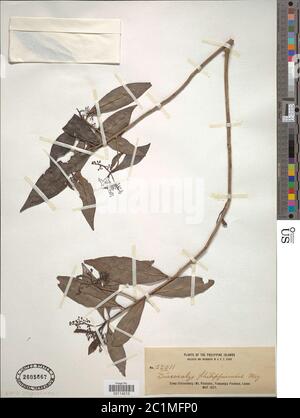 Discocalyx philippinensis A DC Mez Stock Photo - Alamy