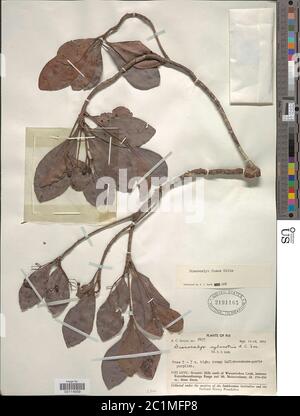 Discocalyx fusca Discocalyx fusca Stock Photo - Alamy
