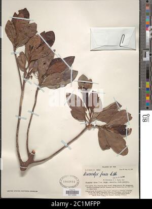 Discocalyx fusca Discocalyx fusca Stock Photo - Alamy