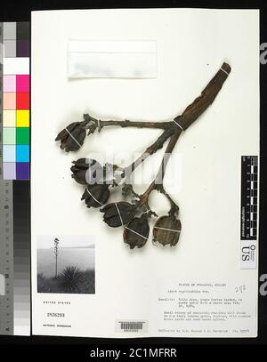 Agave angustifolia Haw Agave angustifolia Haw Stock Photo - Alamy