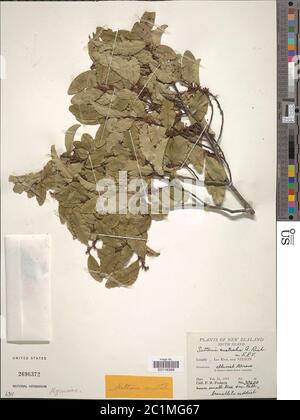 Suttonia australis Suttonia australis Stock Photo - Alamy