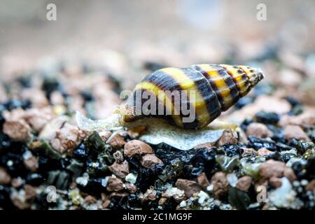 Snail (Clea Helena Stock Photo - Alamy