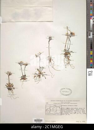 Primula borealis Duby Primula borealis Duby Stock Photo - Alamy
