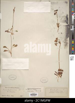 Mistassini Primrose (Primula mistassinica Stock Photo - Alamy