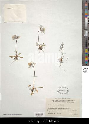 Primula borealis Duby Primula borealis Duby Stock Photo - Alamy