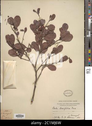 Maba buxifolia Maba buxifolia Stock Photo - Alamy