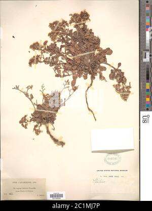 Limonium sp Limonium sp Stock Photo - Alamy