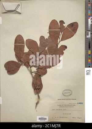 Maba buxifolia Maba buxifolia Stock Photo - Alamy