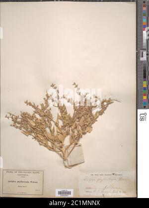 Atriplex phyllostegia Torr ex S Watson S Watson Atriplex phyllostegia ...