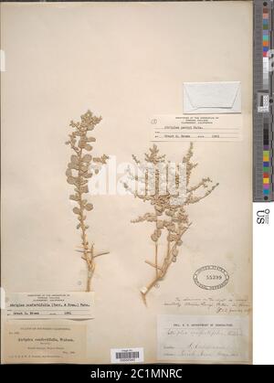 Atriplex parryi S Watson Atriplex parryi S Watson Stock Photo - Alamy