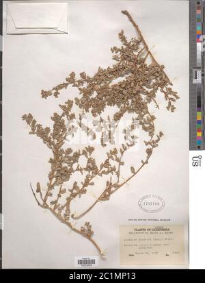 Atriplex coulteri Moq D Dietr Atriplex coulteri Moq D Dietr Stock Photo ...