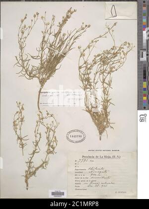 Spergularia ramosa Spergularia ramosa Stock Photo - Alamy