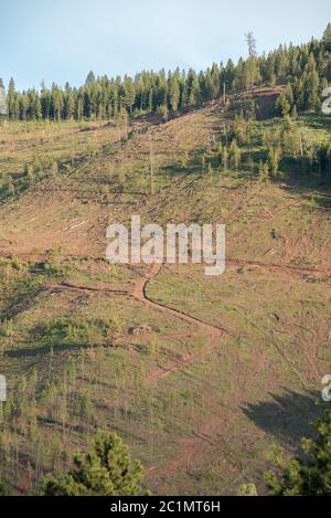 Logged forest on Hancock Timber Resource Group land in Wallowa County ...