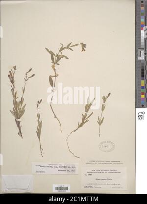 Silene repens Patrin Silene repens Patrin Stock Photo - Alamy