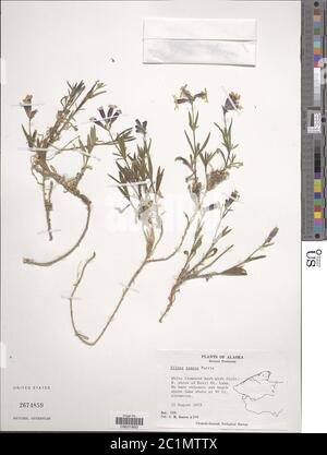 Silene repens Patrin Silene repens Patrin Stock Photo - Alamy