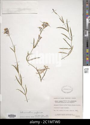 Silene repens Patrin Silene repens Patrin Stock Photo - Alamy