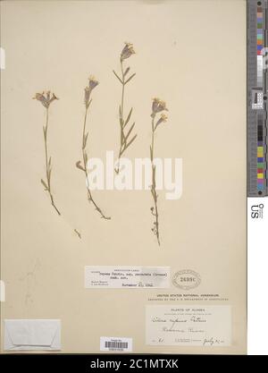 Silene repens Patrin Silene repens Patrin Stock Photo - Alamy