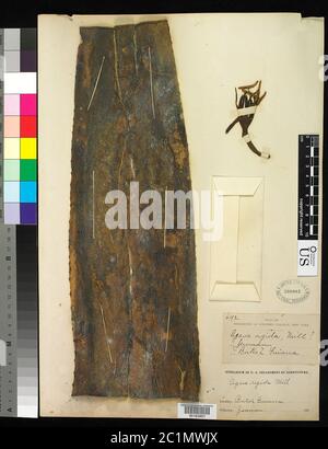 Agave rigida Mill Agave rigida Mill Stock Photo - Alamy