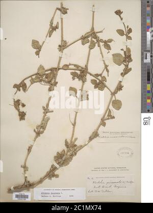 Trailing four o'clock, Allionia incarnata, in flower, Big Bend, Texas ...
