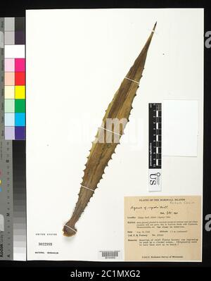 Agave rigida Mill Agave rigida Mill Stock Photo - Alamy