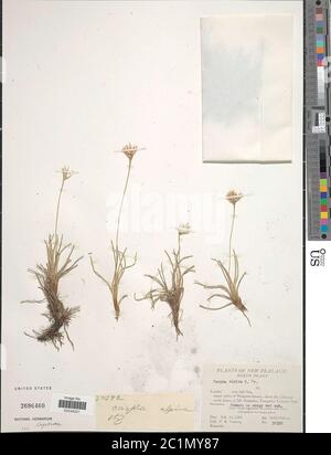 Carpha alpina Aiton Stock Photo - Alamy