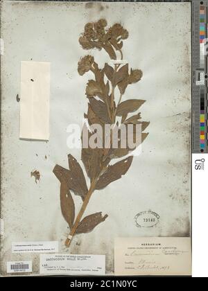 Lithospermum molle Muhl Stock Photo - Alamy