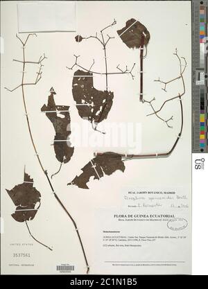Dinophora spenneroides Benth Dinophora spenneroides Benth Stock Photo ...
