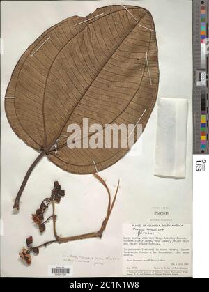 Meriania hernandii L Uribe Stock Photo - Alamy