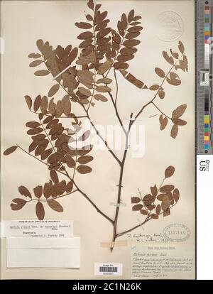 Clammy Locust Tree, Robinia viscosa, Fabaceae, South East USA, North ...