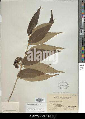 Callicarpa caudata Callicarpa caudata Stock Photo - Alamy