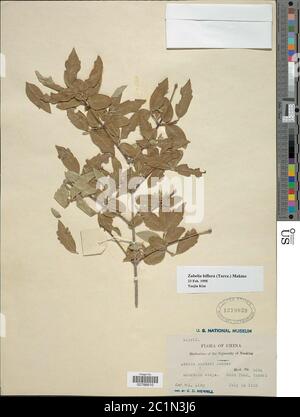 Zabelia biflora Turcz Makino Stock Photo - Alamy