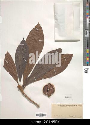 Pouteria sp Pouteria sp Stock Photo - Alamy