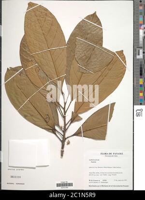 Pouteria sp Pouteria sp Stock Photo - Alamy