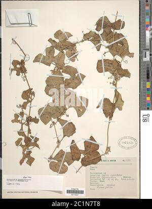 Ibervillea sp Ibervillea sp Stock Photo - Alamy