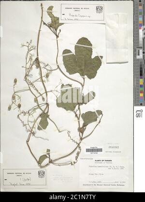 Sicydium tamnifolium Kunth Cogn Stock Photo - Alamy
